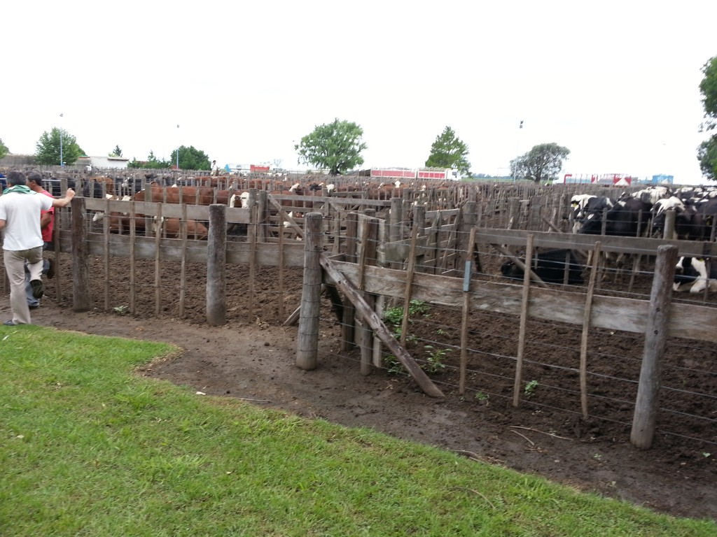 Livestock auction – pens and pens of cattle | ebbersonfarms.com